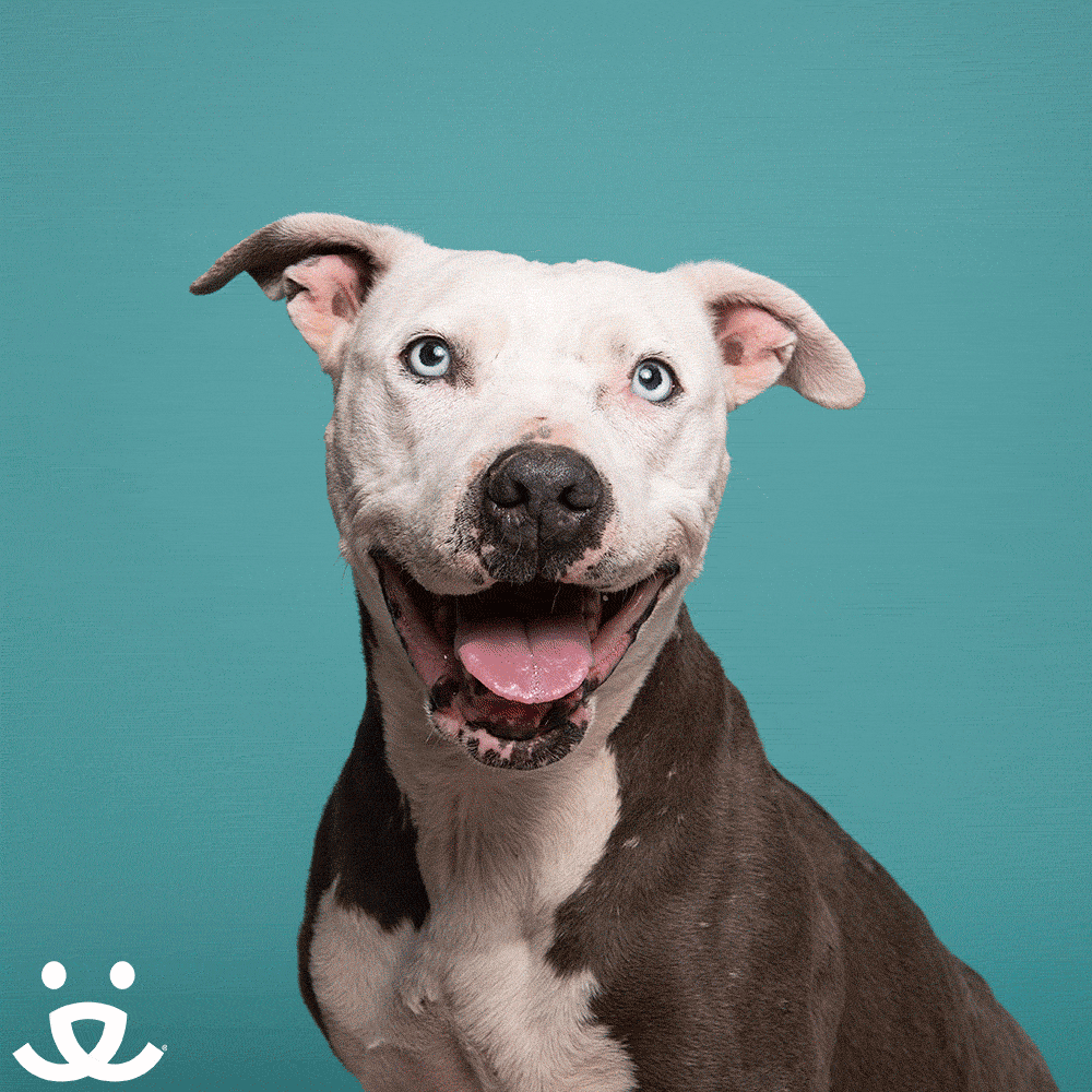 Happy Dog Animated Gif The Best And Worst Thanksgiving Foods To Share