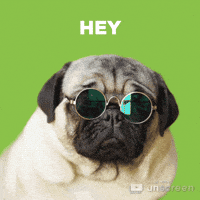Cute Pugs Gif