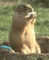 Gopher GIFs - Find & Share on GIPHY