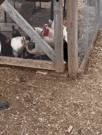 Gif De Pollo Corriendo Chicken Running Gif Merch & Gifts For Sale