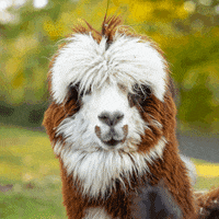 Alpaca Reaction Gifs