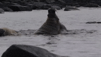 Lazy Walrus Gif