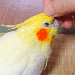 Beak Face GIFs - Get the best GIF on GIPHY