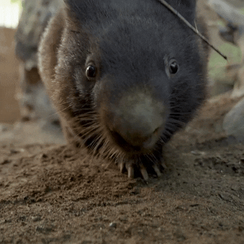 Gif De Wombat Pet Wombats — My Wombats