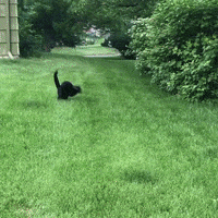 Cat Running Gif