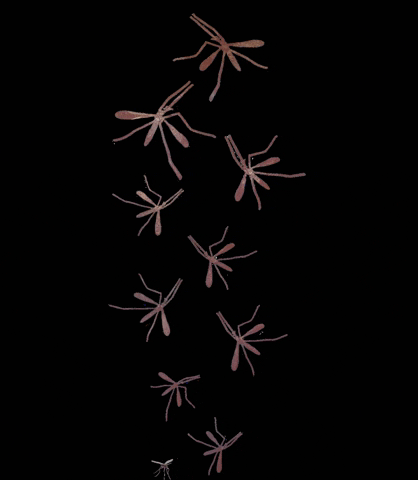 Mosquito GIFs on GIPHY - Be Animated