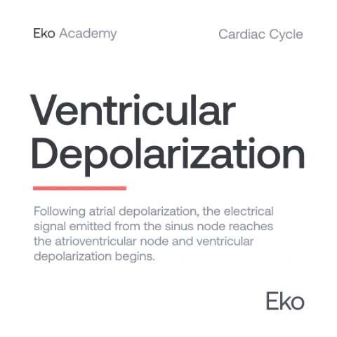 Aortic Valve GIFs - Get the best GIF on GIPHY