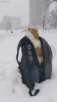 Funny Cats In Snow