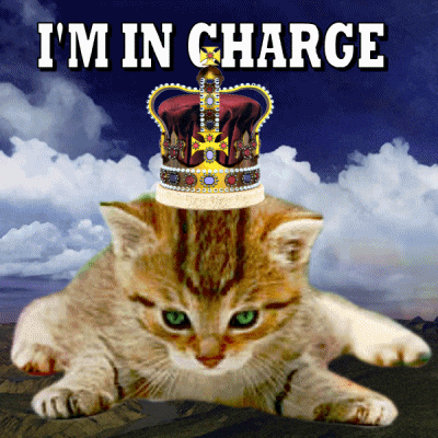 Cat Crown GIFs - Get the best GIF on GIPHY