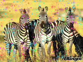 Zebra GIFs - Find & Share on GIPHY