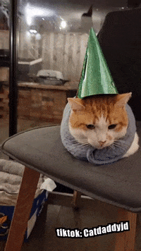 Cat Party Gif