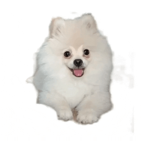 Spitz-dog GIFs - Get the best GIF on GIPHY