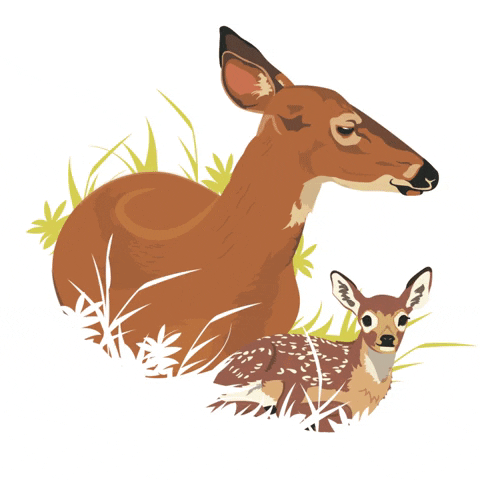 Behind The Ears GIFs - Get the best GIF on GIPHY