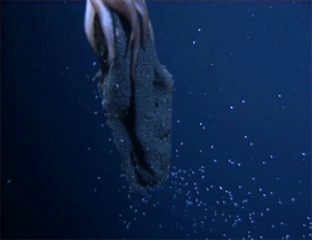 Bebby Squids GIF by Digg - Find & Share on GIPHY