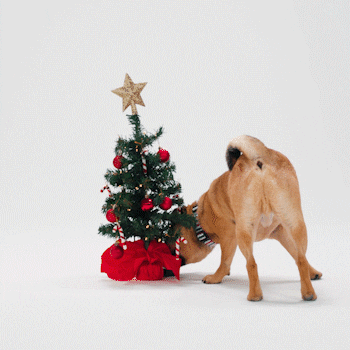 Holly Christmas GIFs - Get the best GIF on GIPHY