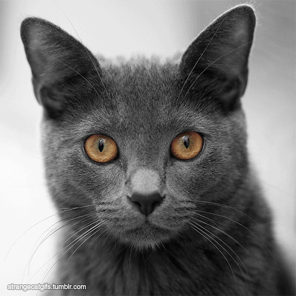 New Giphy photo tagged: cat, weird, eyes, rainbow, color, colorful ...