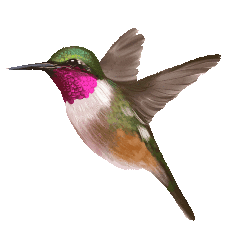 Humming Bird Love Sticker for iOS & Android | GIPHY