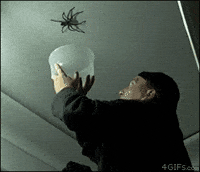 Jumping Spider Gif