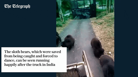 Running Bear GIFs - Get the best GIF on GIPHY