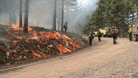 Forest Fire Gif Tumblr
