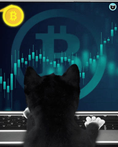 Cat Coin GIFs - Get the best GIF on GIPHY