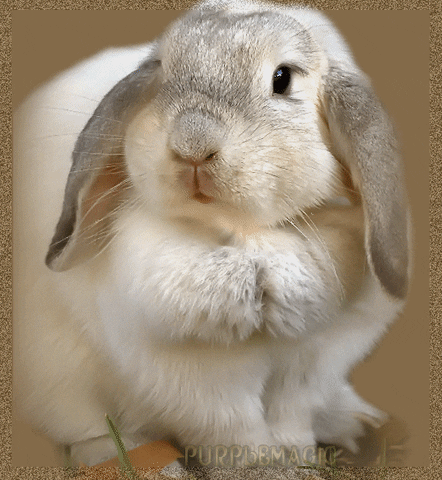 Holland Lop Rabbit GIFs - Get the best GIF on GIPHY