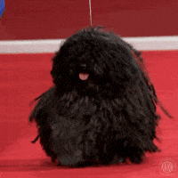 Confused Dog Gif