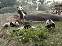Panda Falling Down Gif