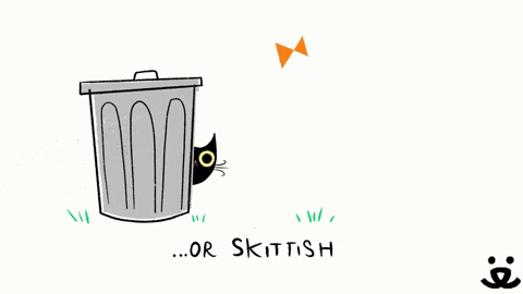 Skittish Cat GIFs - Get the best GIF on GIPHY