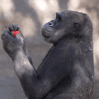 Funny Gorilla Gif