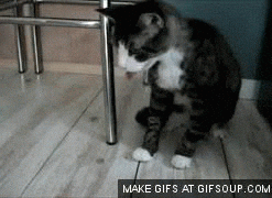 Gato Explotando GIFs - Find & Share on GIPHY