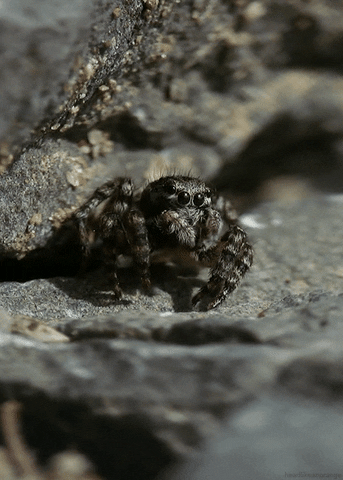 Jumping Spider GIFs - Get the best GIF on GIPHY