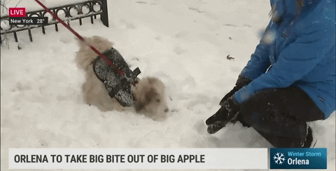 Dog Snow GIF by The Weather Channel - Find & Share on GIPHY