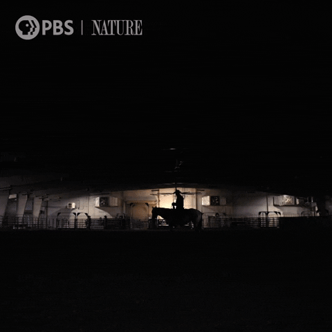 American Quarter Horse GIFs - Get the best GIF on GIPHY