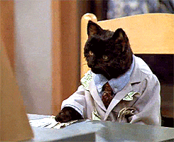 Blinking Cat GIFs - Find & Share on GIPHY