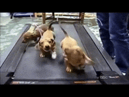 Dogs Running GIFs - Find & Share on GIPHY