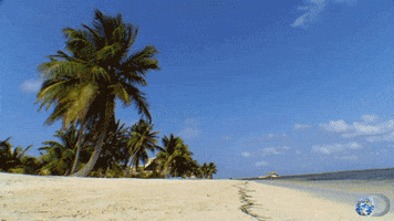 Beach Animated GIFs - Find & Share on GIPHY