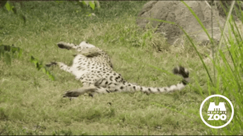 Cheetah Rolling GIF by Memphis Zoo - Find & Share on GIPHY