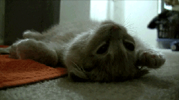 Sick Cat GIFs - Find & Share on GIPHY