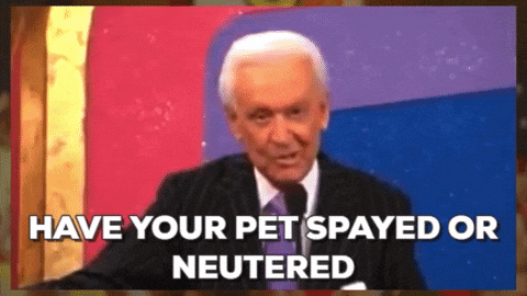 Pet-pet GIFs - Get the best GIF on GIPHY