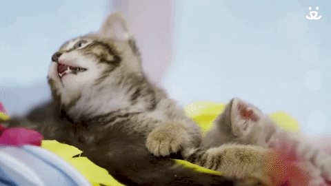 Kitten Break by Best Friends Animal Society | GIPHY