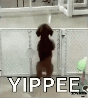 Yippee GIFs - Find & Share on GIPHY