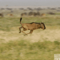 Deer Running Gif