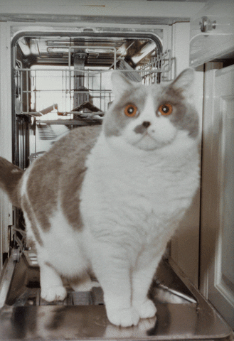 Kitten-dishwasher GIFs - Get the best GIF on GIPHY