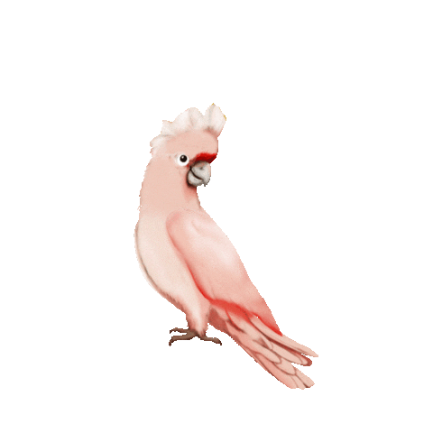Australia Post GIFs on GIPHY - Be Animated