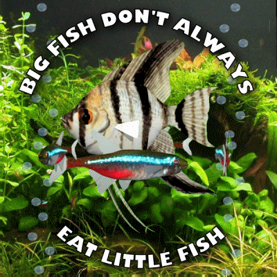 Predatory Fish GIFs - Get the best GIF on GIPHY