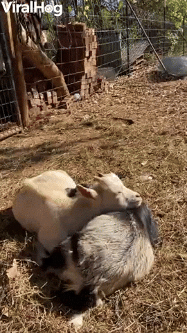 Pygmy Goat Gif
