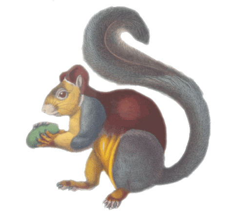 Fall Autumn Sticker by GallicaBnF for iOS & Android | GIPHY