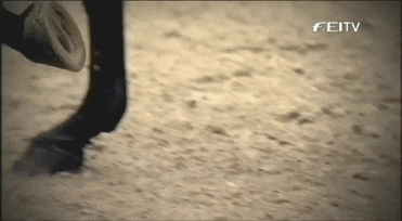 In-the-hoof GIFs - Get the best GIF on GIPHY