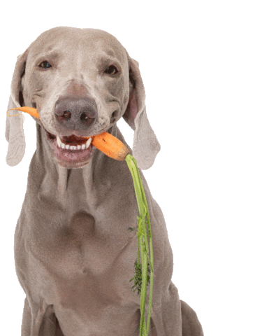 Lyka Pet Food GIFs on GIPHY - Be Animated